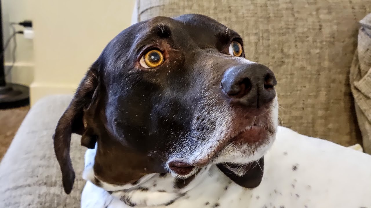 GSP (German Short-Hair Pointer) and pillows... - YouTube