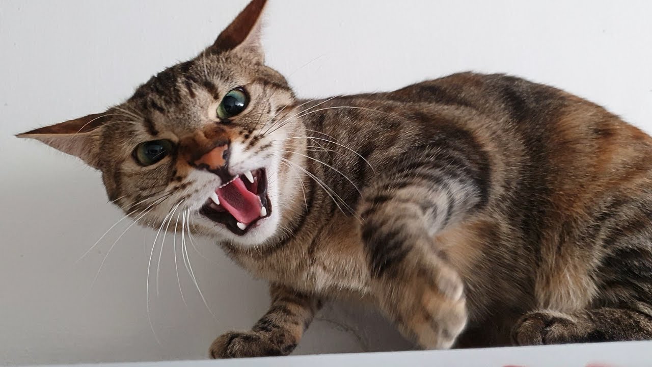 What cat thought about new adopted kitten at home | Binky 😾 - YouTube