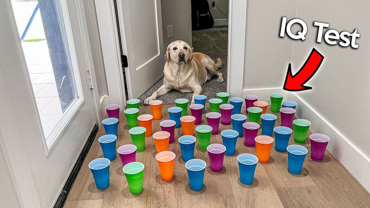 Labrador Tries NEW IQ Test For Dogs With Treats!! - YouTube