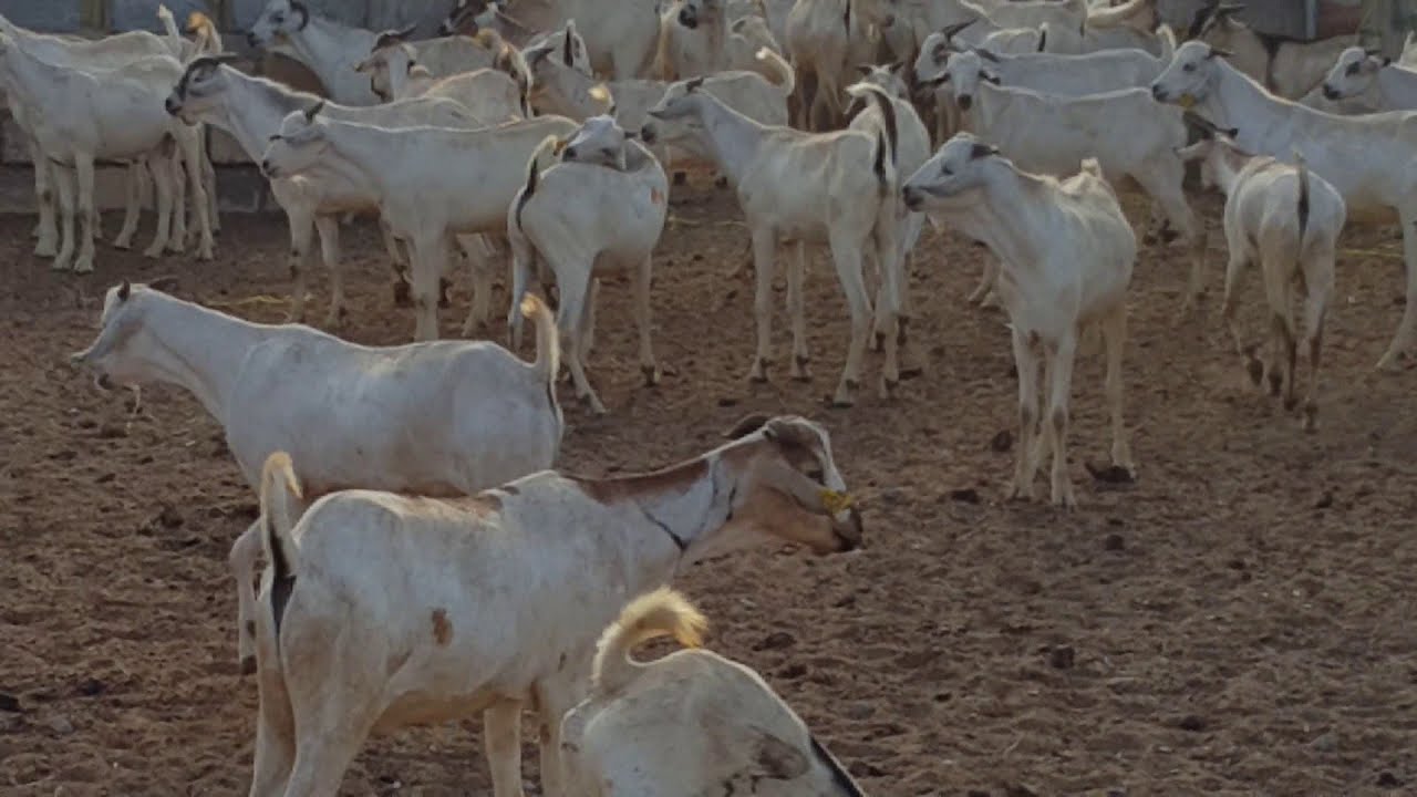 Ethiopian Origin Borana Bread Goats One Of Our clients Farm - YouTube