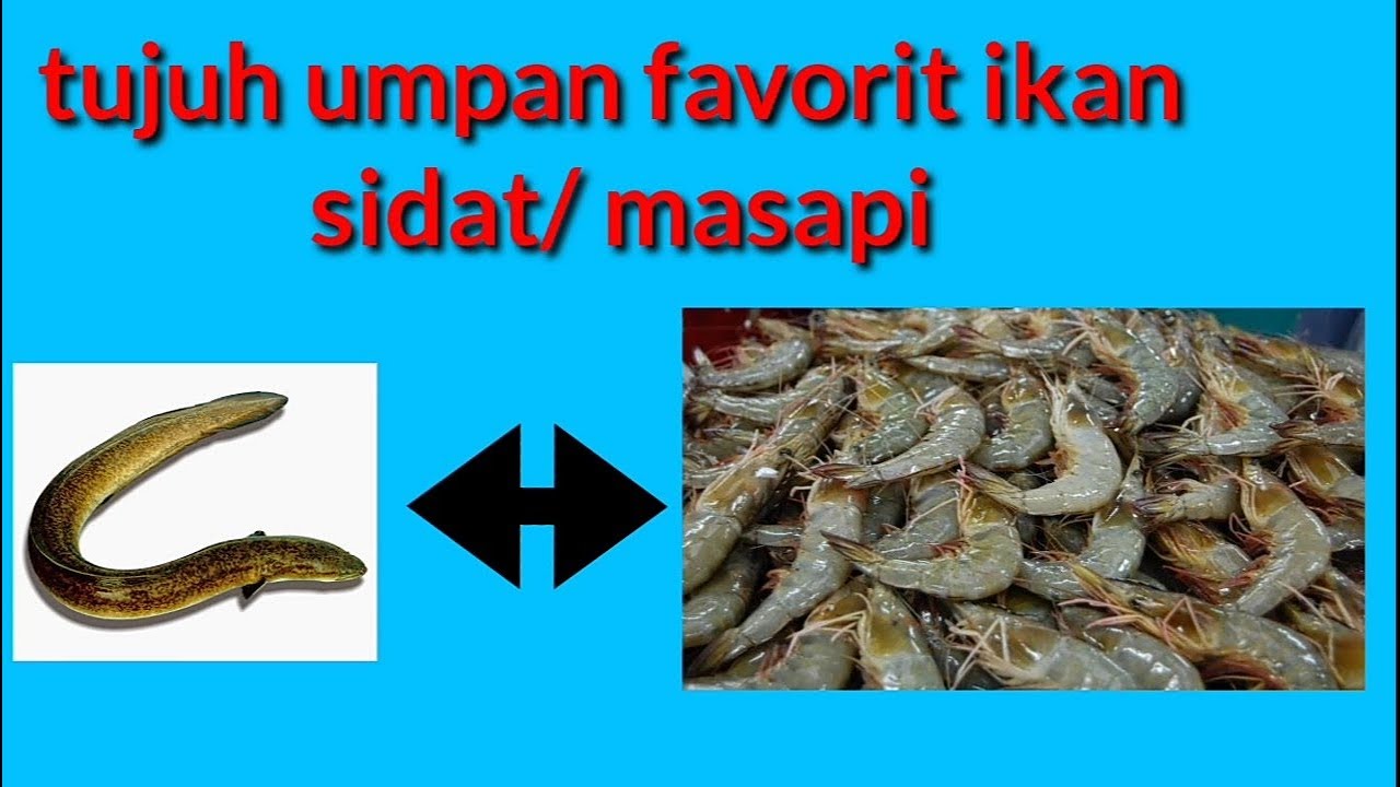 Tujuh umpan favorit ikan sidat/masapi babon...!?? - YouTube