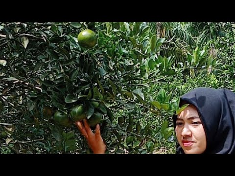Panen Jeruk Part 2 - YouTube