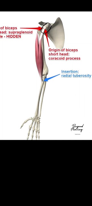 Bicep Brachii Muscle | Origin & Insertion | Muscle Action | Physiotherapy | #biceps #medsap ...
