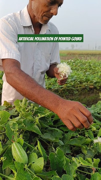 Artificial Pollination of Pointed Gourd, or Parwal, or Potol #shorts # ...