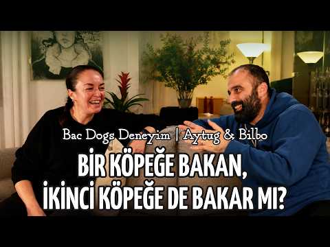 Sakin Bir Köpeğin Arkasında 5 Yıllık Emek Var! | Bac Dogs Deneyim
