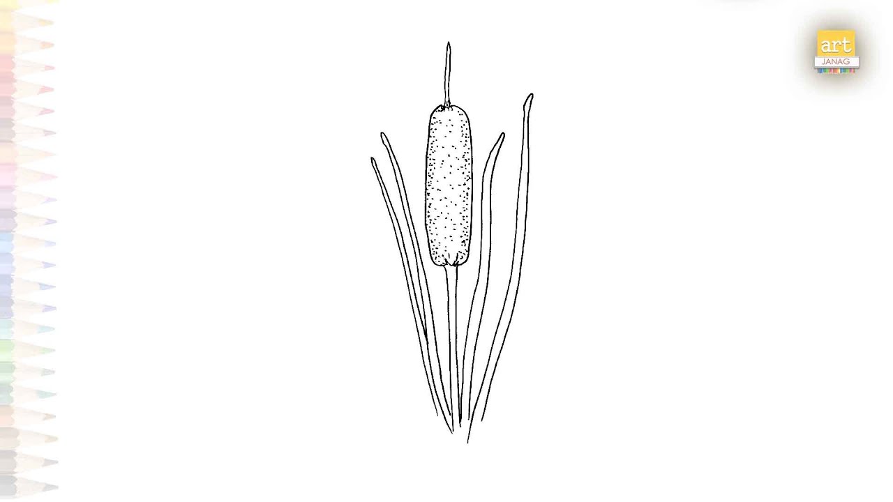 Reed plant drawing easy | Art tutorial | How to draw A Reed plant step ...
