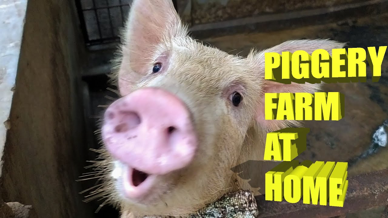 Assam Pig in Farm | Animal Husbandry Pig Farm (Gahori Palon)| Piggery ...