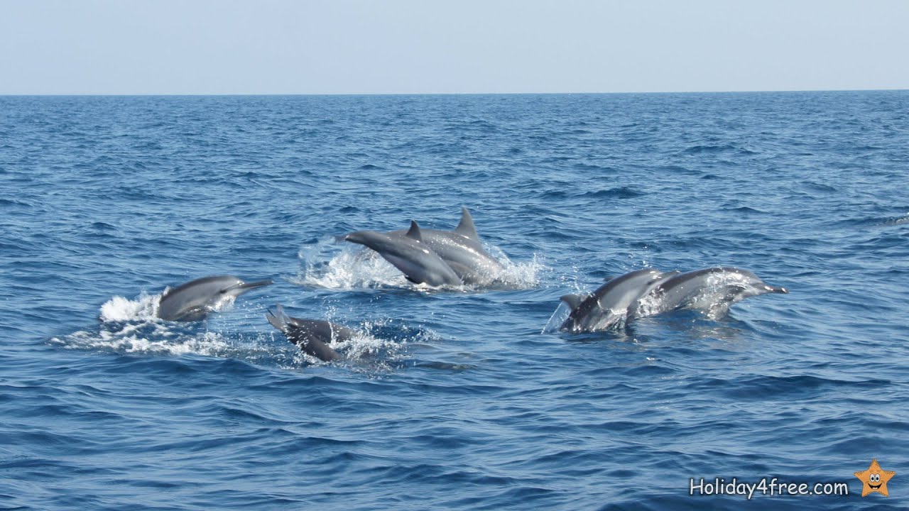 Relaxing Dolphin Sounds Meditation - Healing Music Therapy - Nature ...