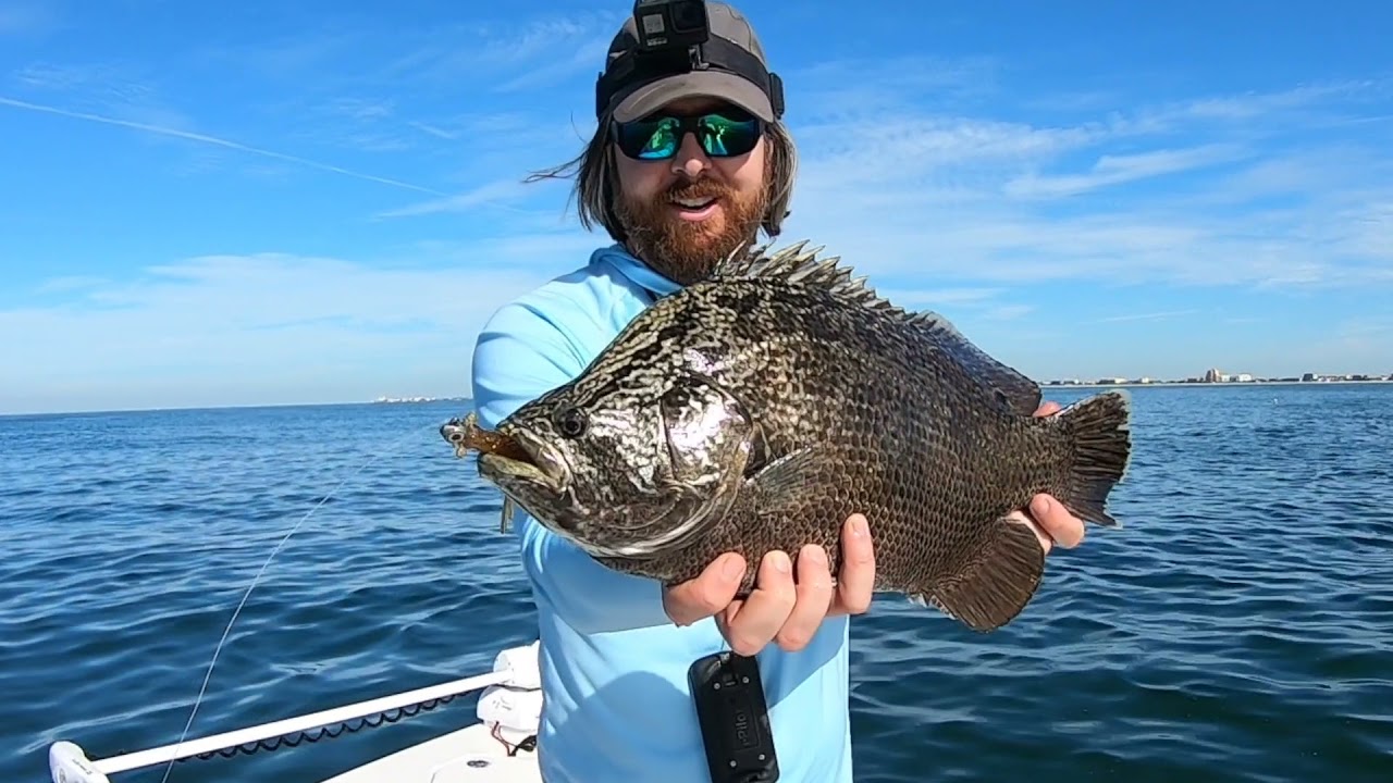 Tripletail In Water