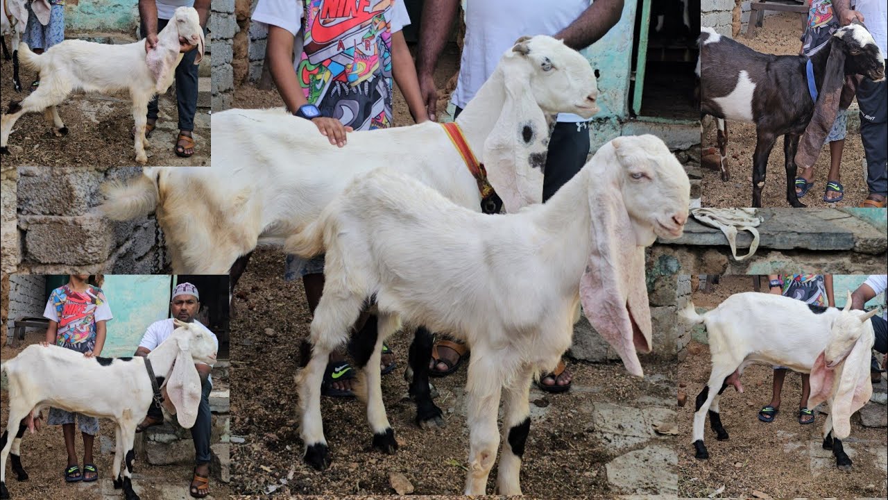 hyderabadi goat A1quality Breed line female or male Gulabi [ Mahmood ...