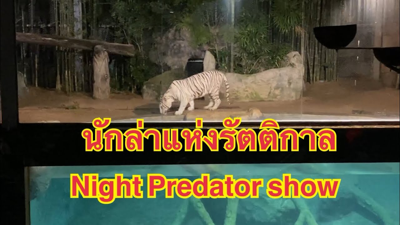 Night Predator show นักล่าแห่งรัตติกาล - YouTube