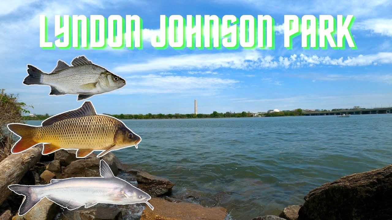 Fishing Lyndon Johnson Park | Potomac River DC (Catfish, White Perch ...