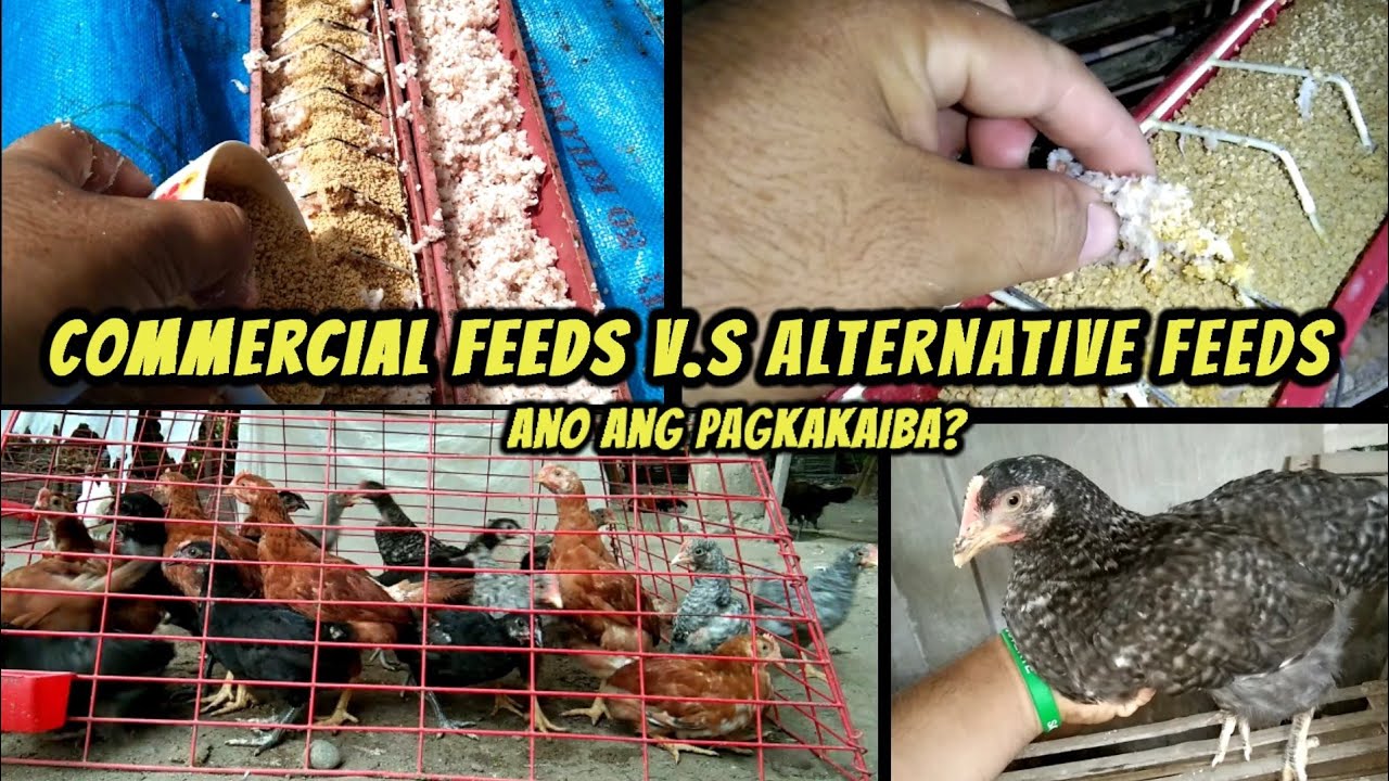 Pagkakaiba at Epekto ng Commercial feeds at Alternative feeds sa Manok ...