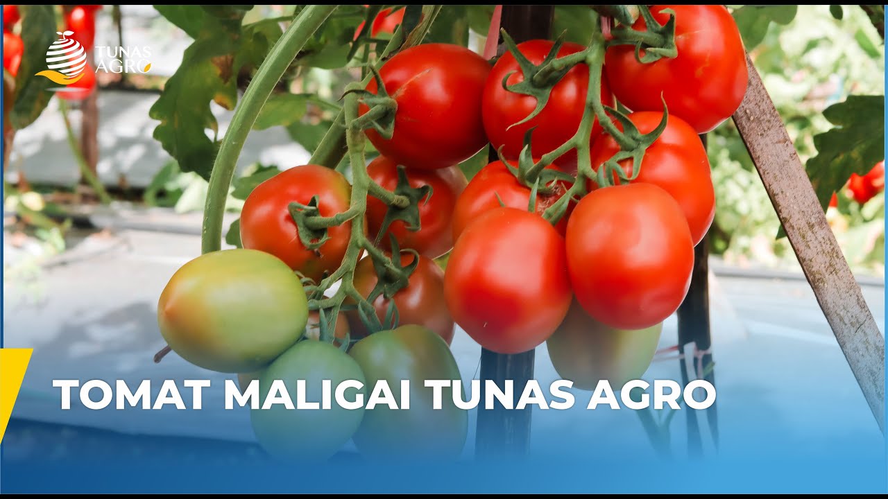 TOMAT MALIGAI TUNAS AGRO - YouTube