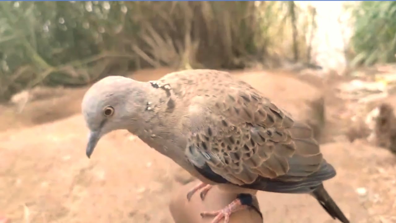 How to install a dove - YouTube