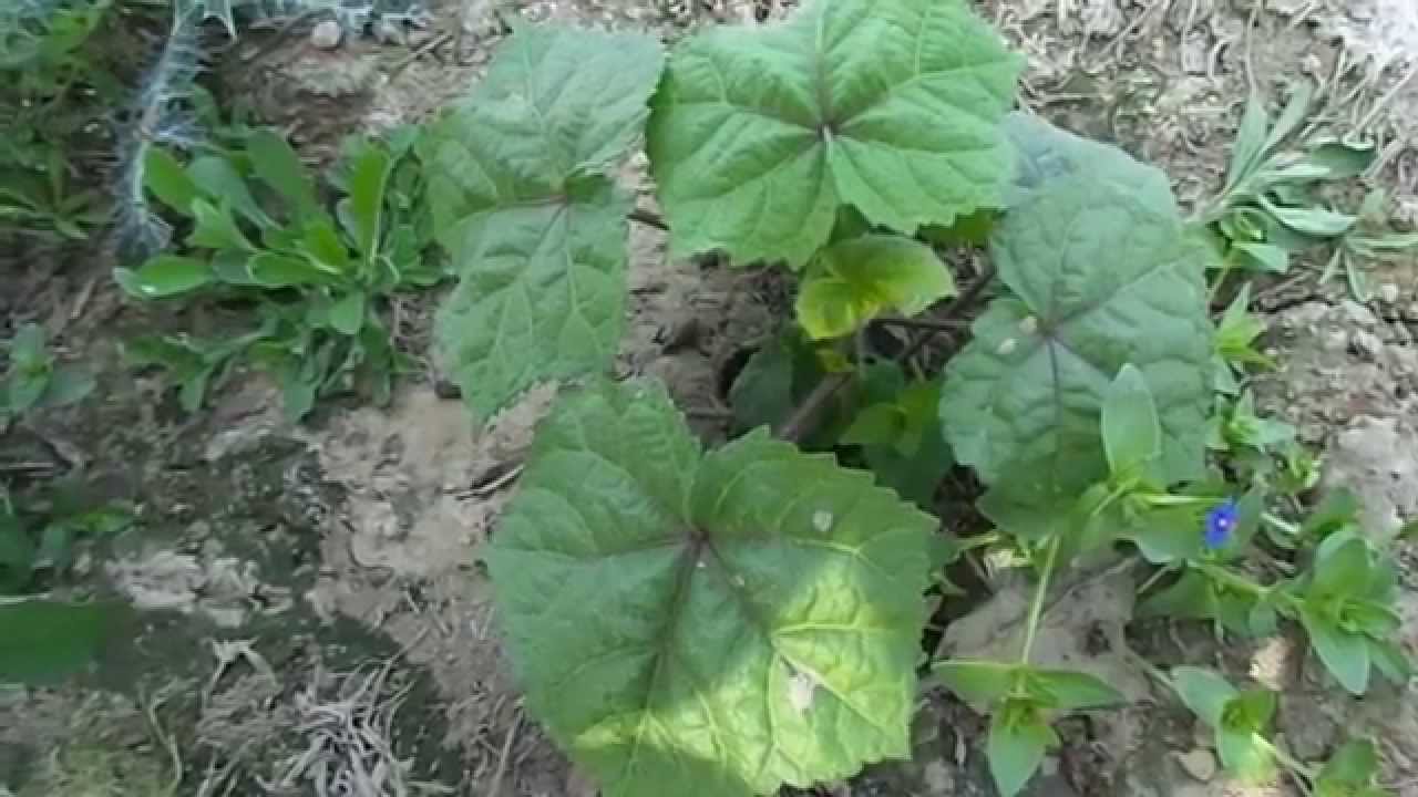 Ambrette (Abelmoschus moschatus) Supplier & Exporter [Seeds, Extract ...