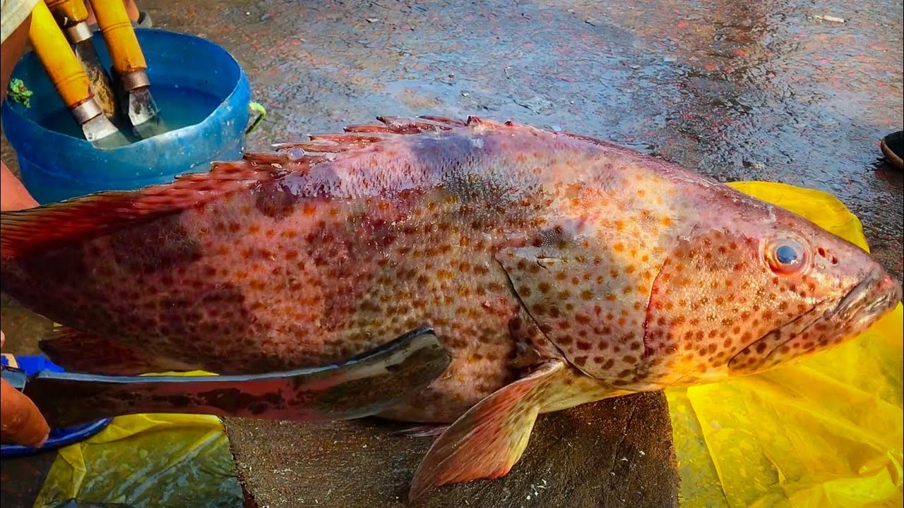 Delightful fish cutting skills,Big hamour fish cutting into pieces at ...