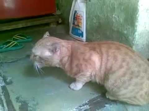 Funny Hungry Cat cry for food - YouTube