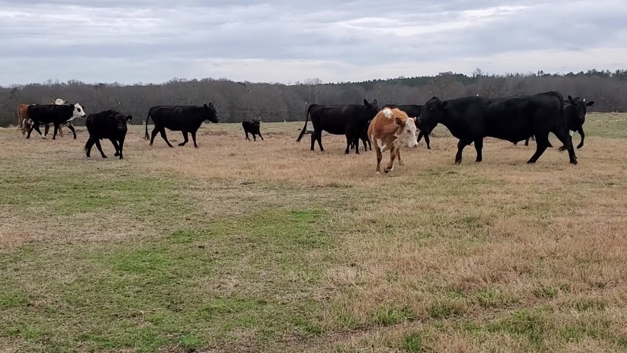 Turning the bull out!🐃 - YouTube