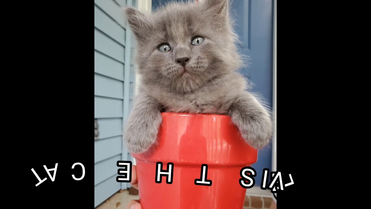 Introducing Elvis the Cat 🐈 - YouTube