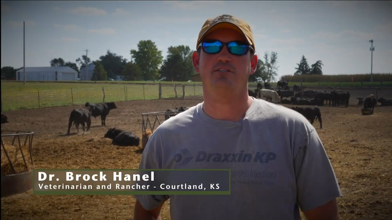 FerAppease Treatment On Calves with Dr. Brock Hanel - YouTube