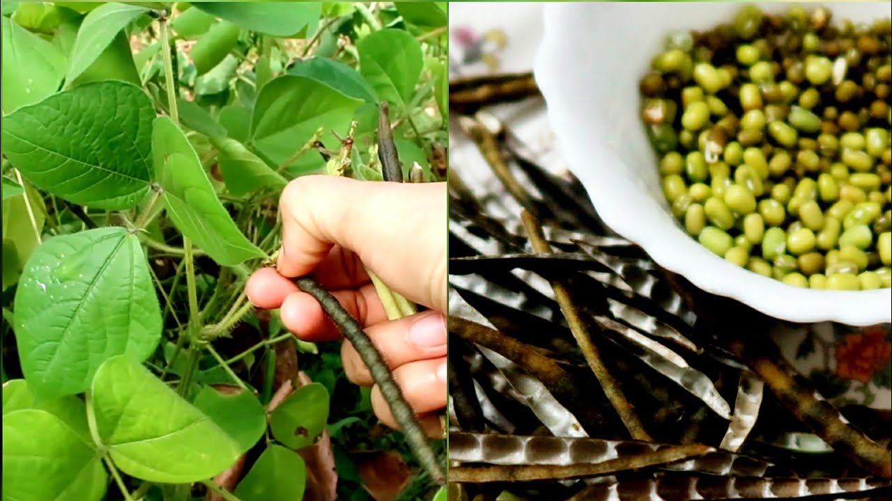Growing Moong beans and making Sukrunde| Sukkinunde| Sukhiyan| Crispy ...