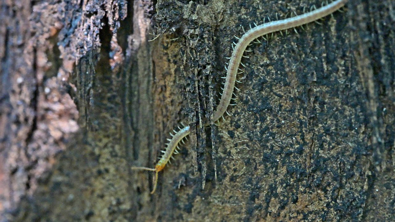 Geophilus SOIL CENTIPEDE running. Video slowed sometimes.9083634 - YouTube