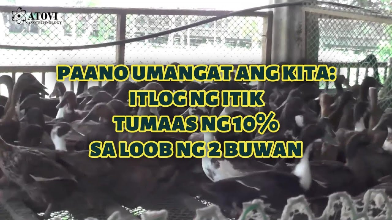 "Paano Umangat ang Kita: Itlog ng Itik Tumaas ng 10% sa Loob ng 2 Buwan ...