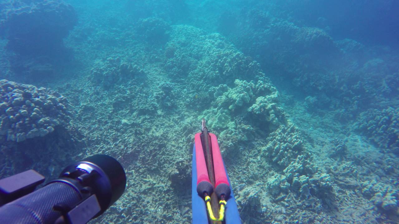 OAHU, HAWAII - Spearfishing Makaha - Dec 2015 - YouTube