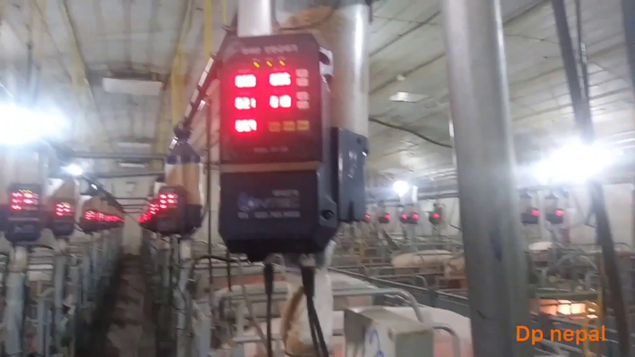Modern pig Farming in Korea || How to make pig farm || kasari garna ...