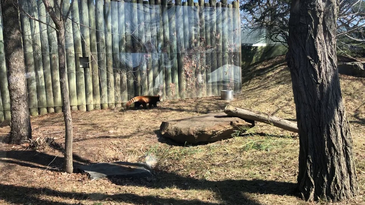 The Red Pandas @ The Toronto Zoo - YouTube