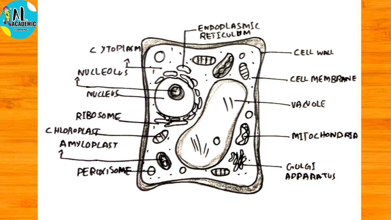 How to draw Plant Cell Diagram | Plant Cell Drawing CBSE | Draw Plant ...