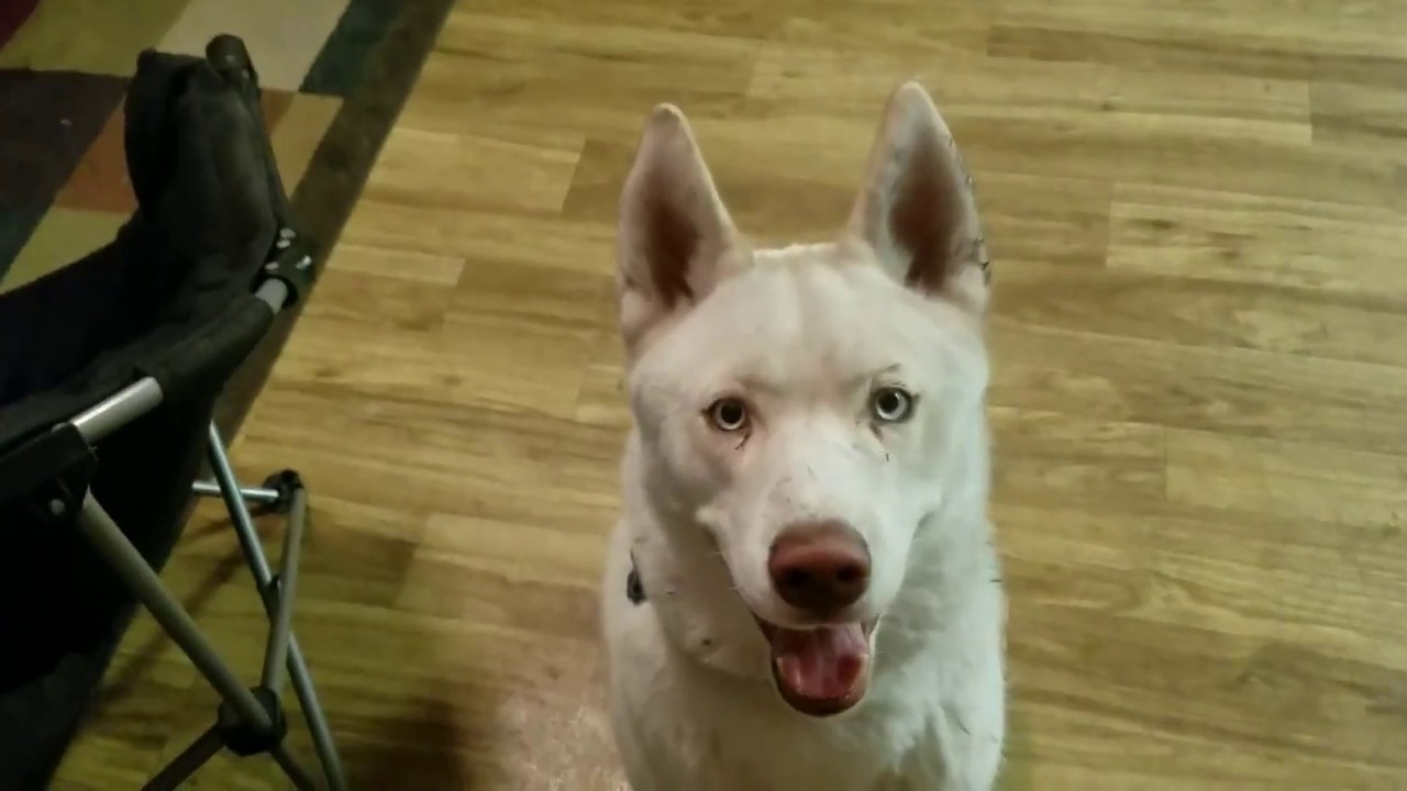 Kong Zoom Groom Review - Cats - YouTube