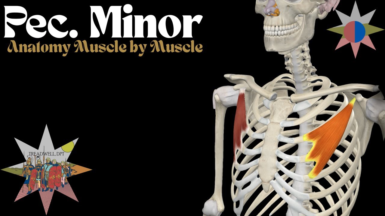 Pec Minor Muscle | Anatomy Breakdown: Origin, Insertion, Function ...