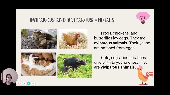 Viviparous Animals Examples