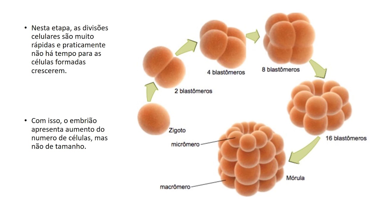 Embriologia 01 - YouTube