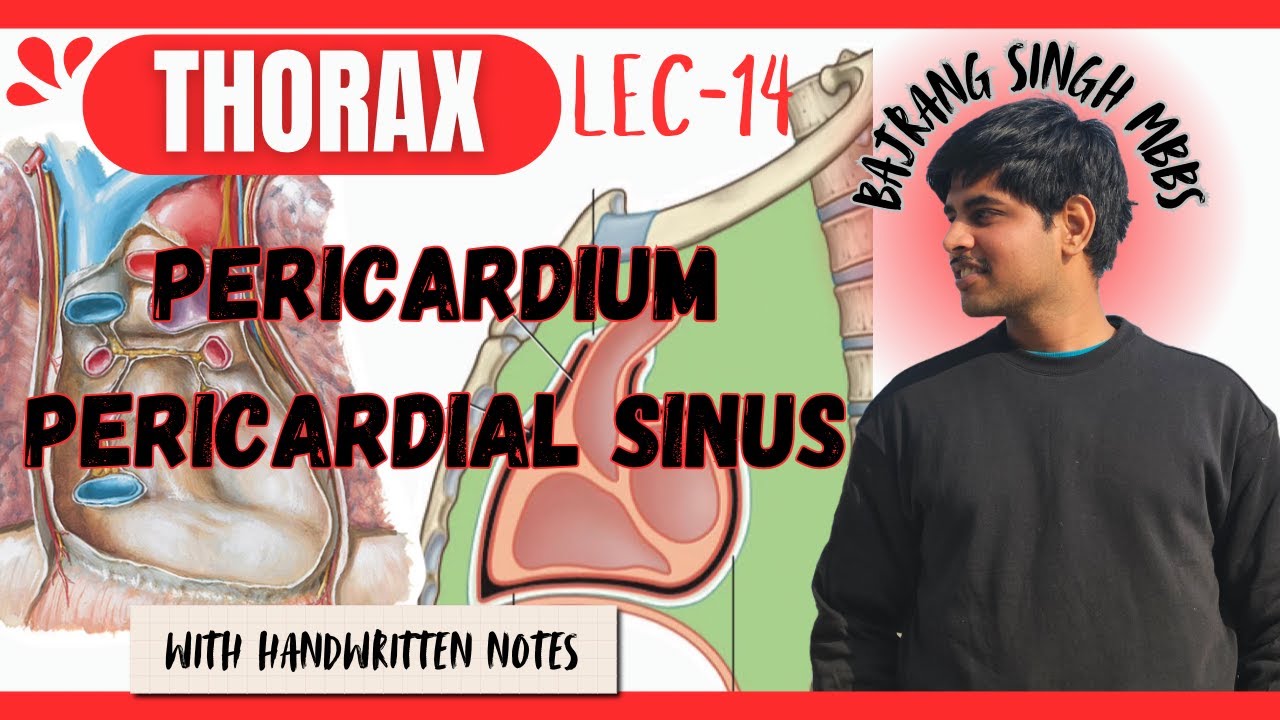 Pericardium Anatomy and Pericardial sinus || transverse and oblique ...