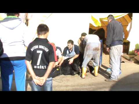 Kurban Kesimi 2012  KKB 14  Sheep slaughter Girl (Selin için çekilmiştir)