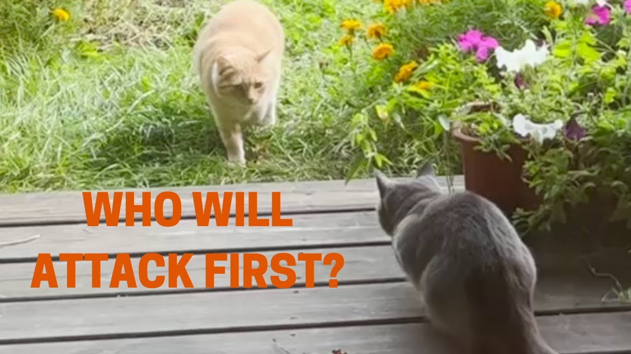 The cats are preparing to attack. Who will attack first? - YouTube