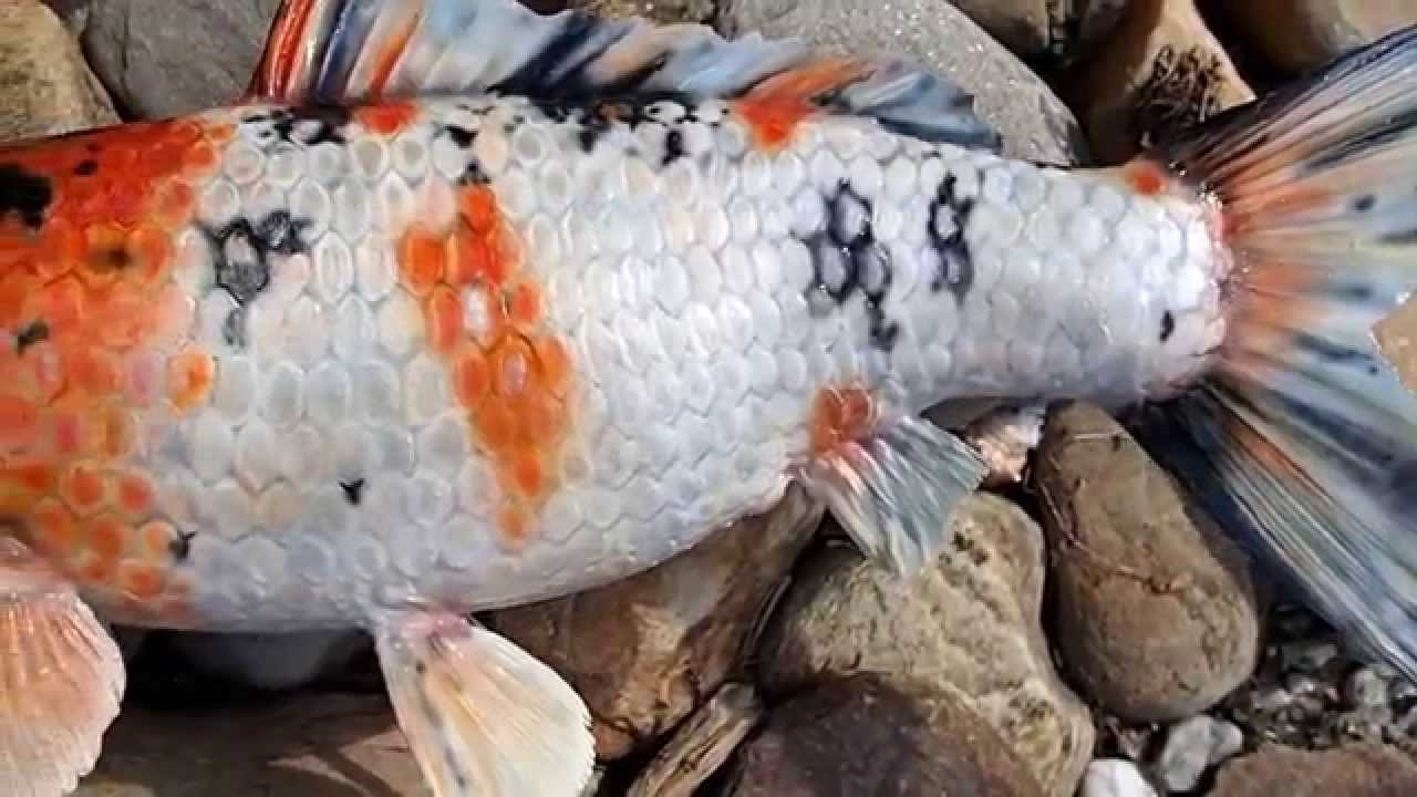 19" Koi fish mount by Marine Creations Taxidermy - YouTube