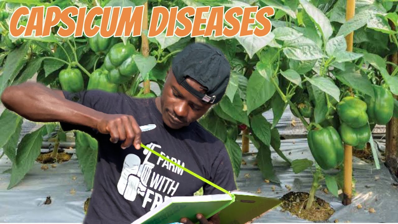 How to identify green capsicum diseases and control them - YouTube