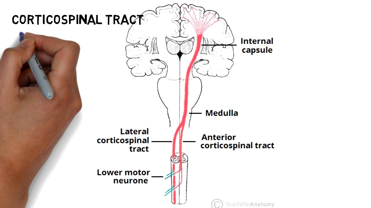 Corticospinal Tract: Descending Tract - Neuroanatomy | Learning Neuro ...