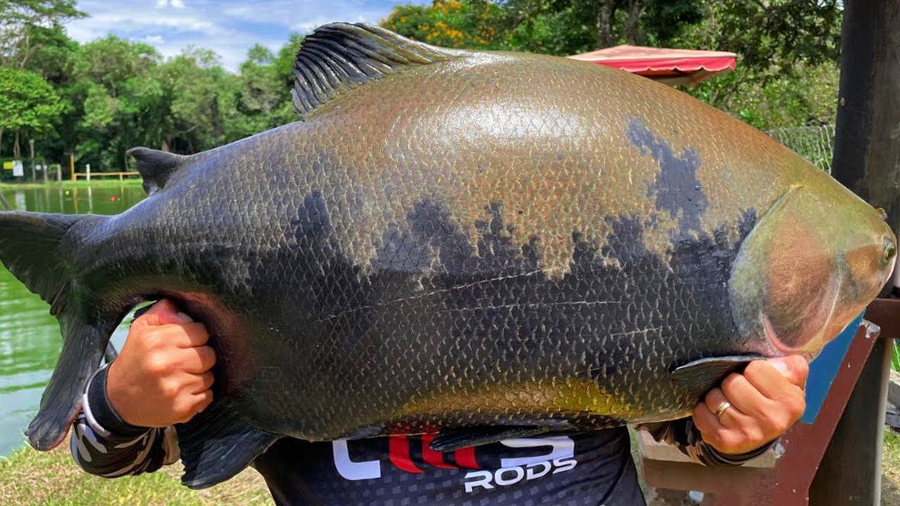 UM NOVO SISTEMA APROVADO NO RECANTO DO PACU! - YouTube