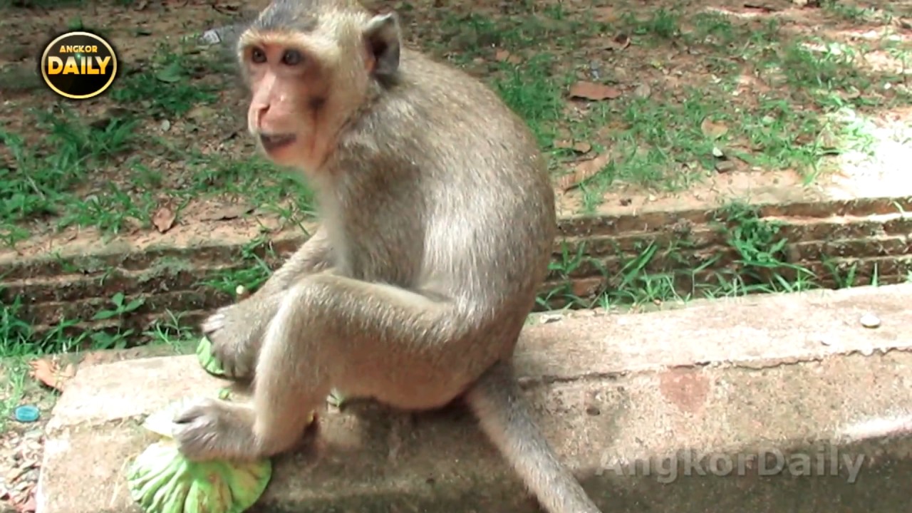 Poor Monkey and Starving...[Angkor Daily 456] - YouTube