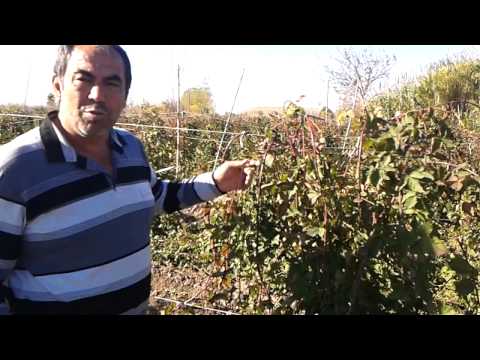 Böğürtlen Budama -  Böğürtlen Nasıl Budanır ?