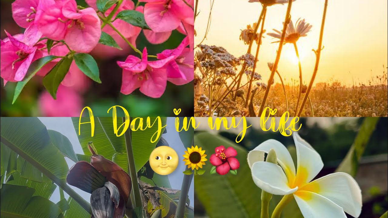 A tiny day in my Life#reels#shortvideo #trending #recipe #villagelife ...