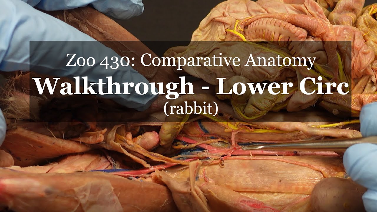 Circulatory System: Rabbit Lower - YouTube