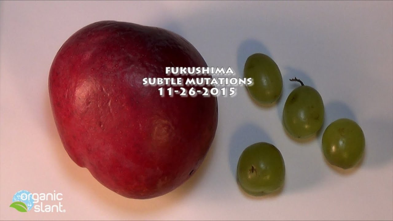Subtle mutations Fukushima 11-26-2015 | Organic Slant - YouTube