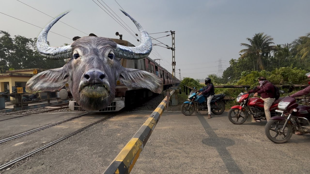 Dangerous Angry Buffalo Haded Howrah Local Furious Moved Throughout at ...