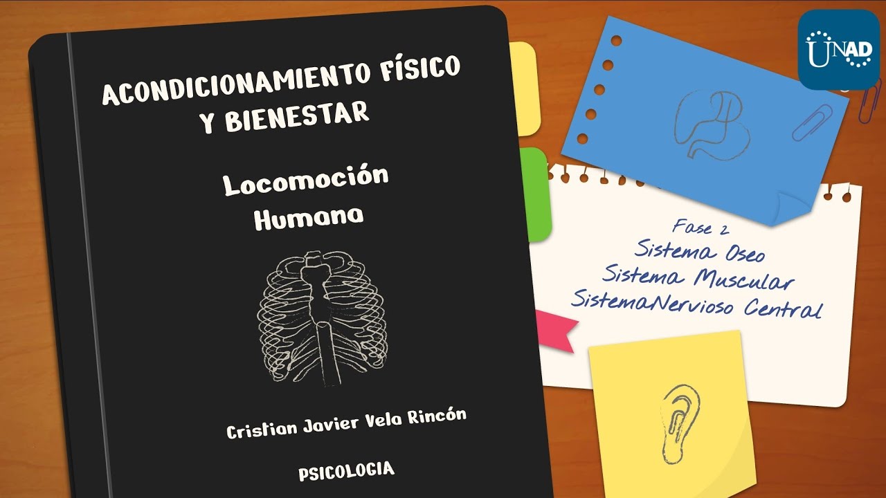 LOCOMOCIÓN HUMANA FASE - 2 /ACONDICIONAMIENTO FÍSICO Y BIENESTAR - YouTube